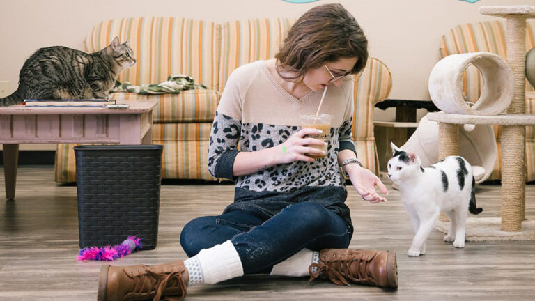Mochas And Meows Cat Cafe Coupon | Branson MO